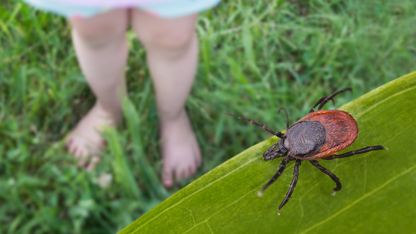 A Genetic Analysis of Lyme Disease Could Improve Diagnosis and ...